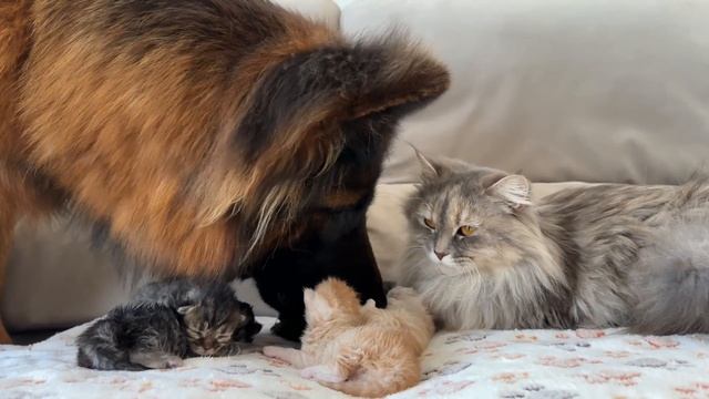 Немецкая овчарка впервые встречает маму-кошку с новорожденными котятами