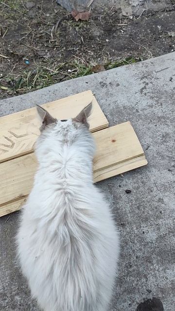 Интересный случай на пасху. Подарок сам пришёл)))