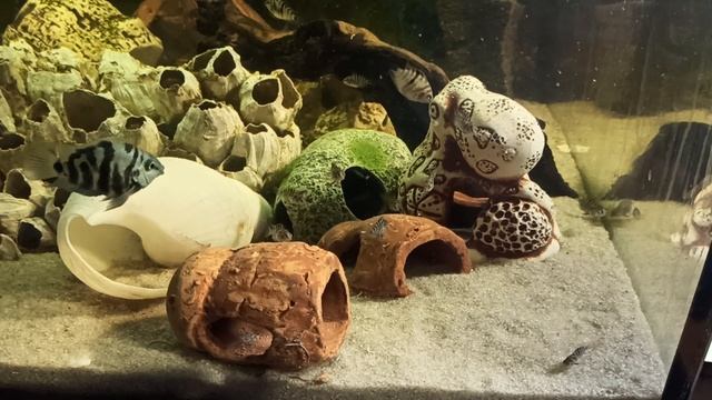 #Американские_цихлиды 21/04/25 растут #гибриды быстро