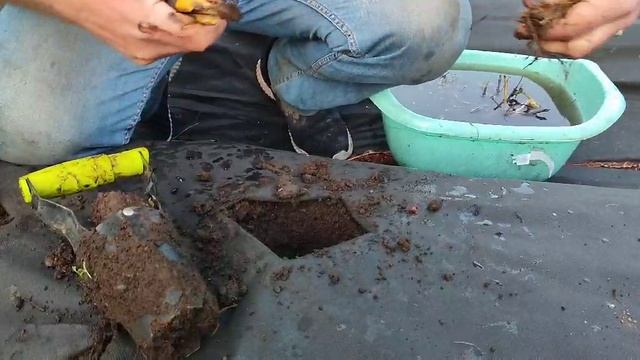 Посадка саженцев земляники - клубники 🍓 "фриго". Первый способ. .mp4