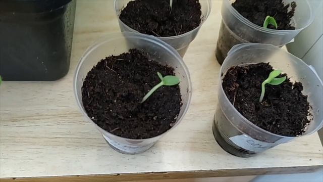 Есть ли успехи у Люффы, и немного о маленьких экзотах