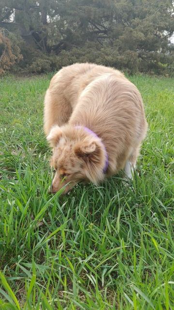 Аппа травоядная