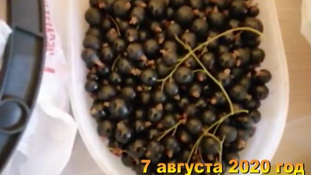 Грибной и ягодный рай. Хроника 7 августа 2020 год