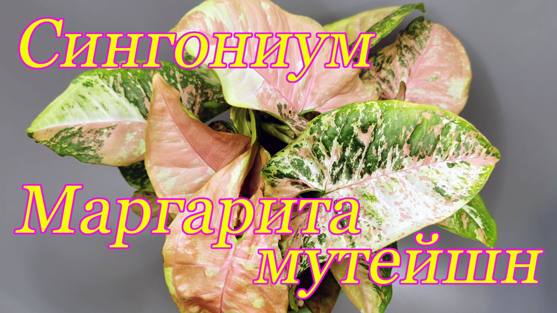 Сингонум Маргарита Мутейшен