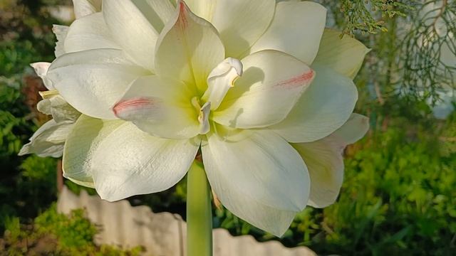 Гиппеаструм  Айс Куин. Ожидание и реальность. #гиппеаструм #цветы #луковичные #айскуин #растения