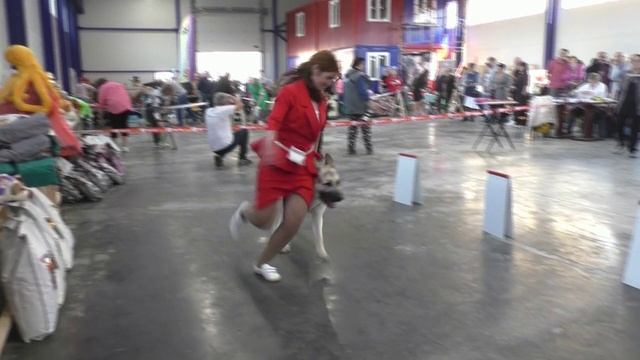 Орбелий Повелитель Грез