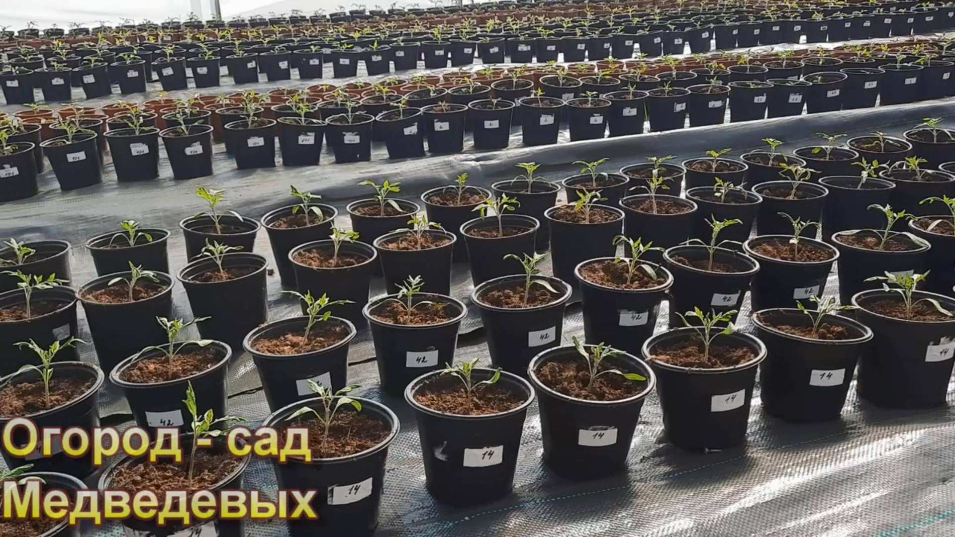 Обзор распикированной рассады