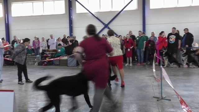 Сравнение кобелей открытого класса