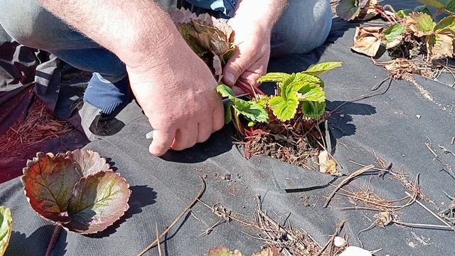 🍓Весенняя стрижка клубники - земляники ✂️.mp4