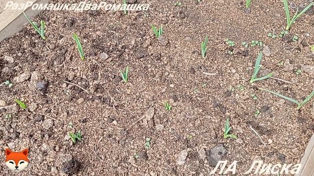 21.04.2025 уДача-дача. ЧЕСНОК ВЫШЕЛ, УРА!!!