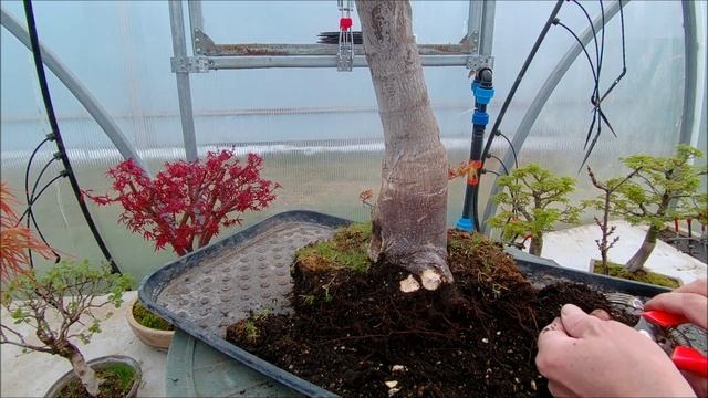 Бонсай открытая книга от А до Zють Корни обрезка весна 2025 год продолжение 50 часть