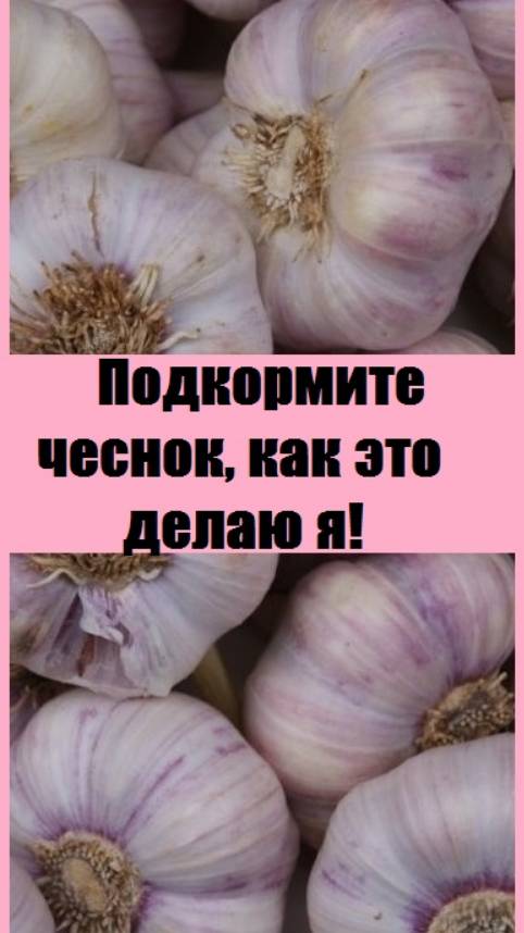 Подкормите так же, как я, свой чеснок и урожай получите такой же!