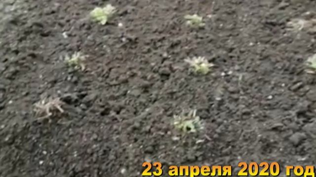 Обработка клубники от сорняков. Хроника 23 апреля 2020 год