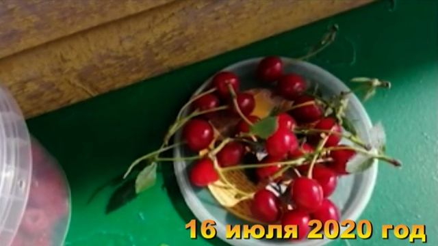 Созрела черешня и первая малина. Хроника 16 июля 2020 год
