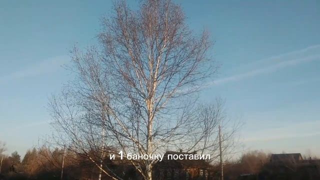 За берёзовым соком