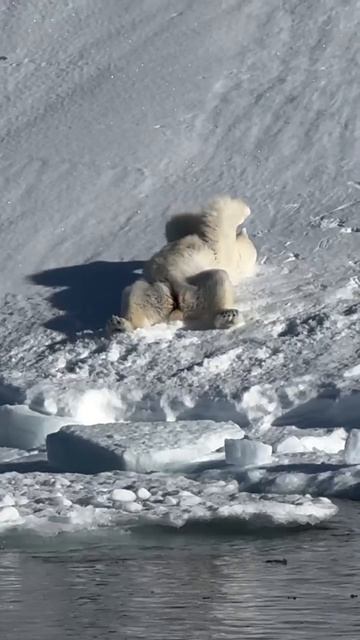Полярные медведи наслаждаются весенним солнцем в Арктике