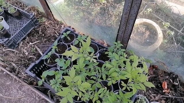 Высадка томатов в теплицу