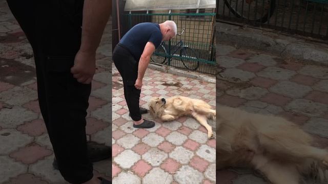 Если ваша собака вас в упор не видит