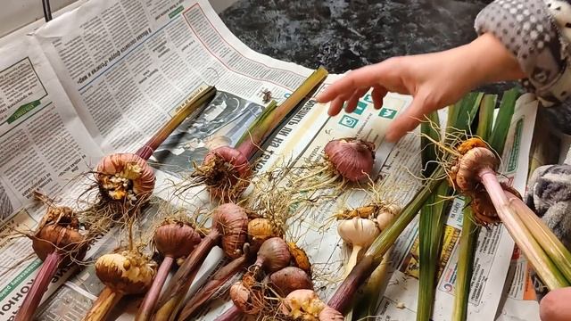 Недозревшие луковицы гладиолусов. Проблему можно решить