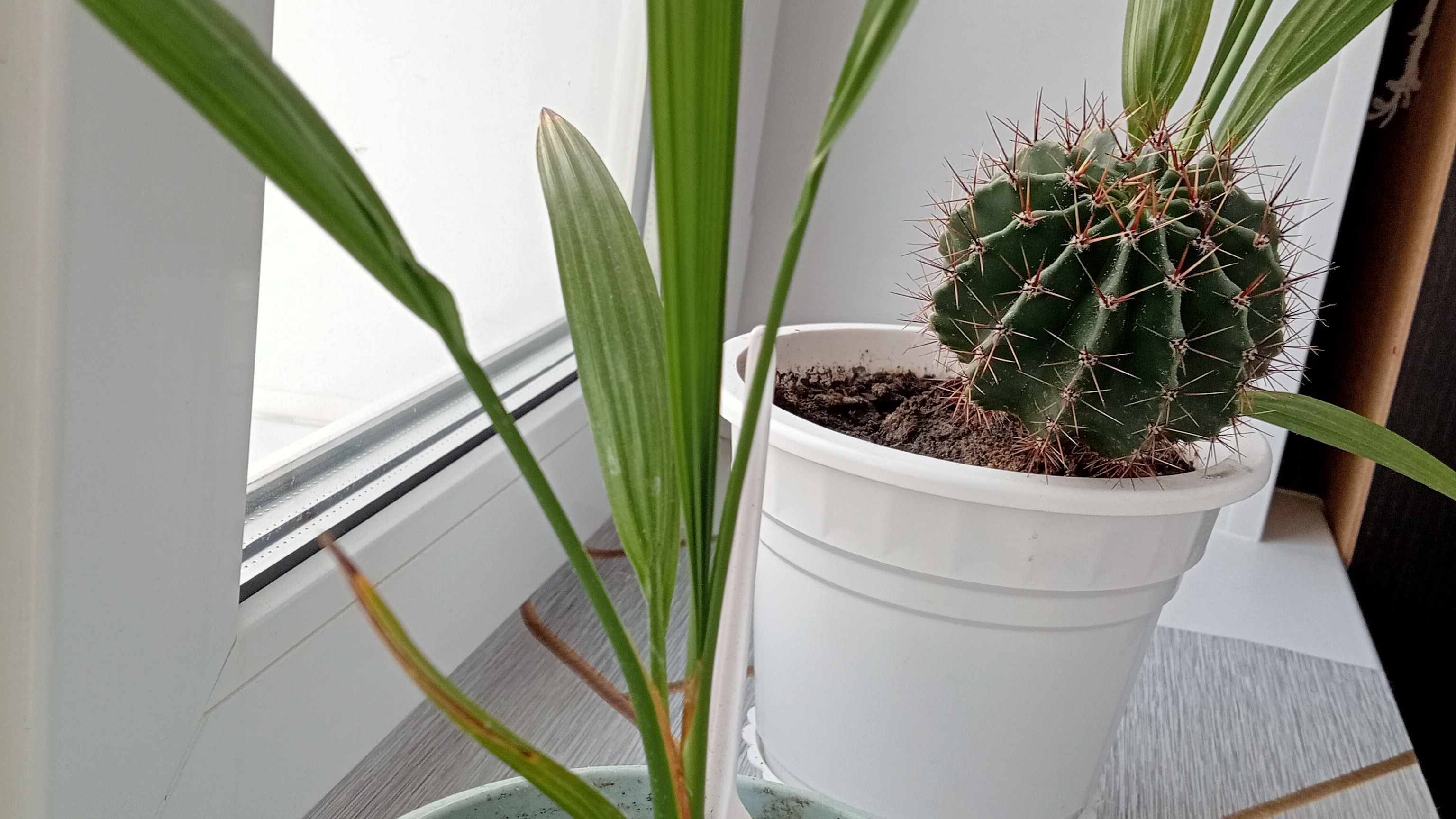 Пересадка всего