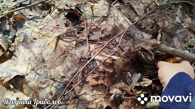 ❗Грибники в ужасе от увиденного 😱 Курская область 07.04.2025 г.❗