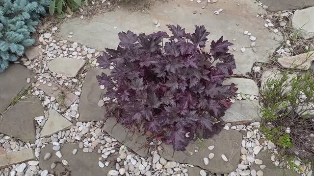 Гейхеры после зимовки 2023/2024, восстановление выпревших кустов, часть 2