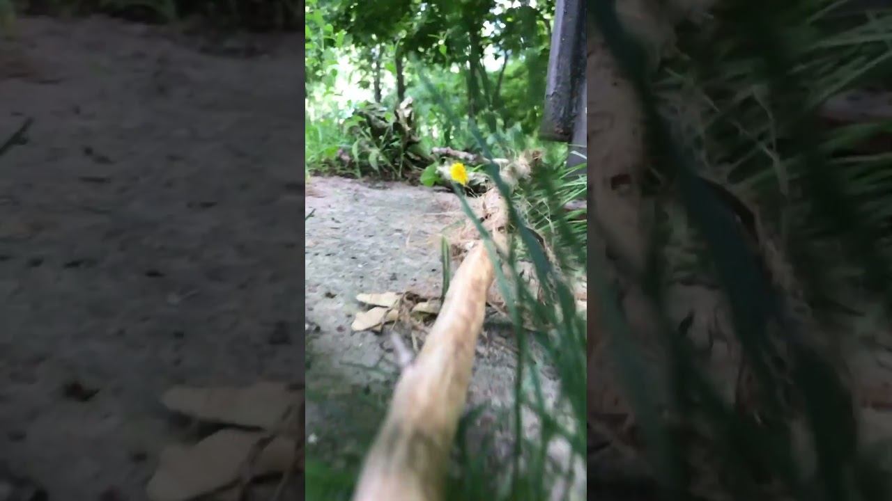 Когда гуляешь по парку с телефоном