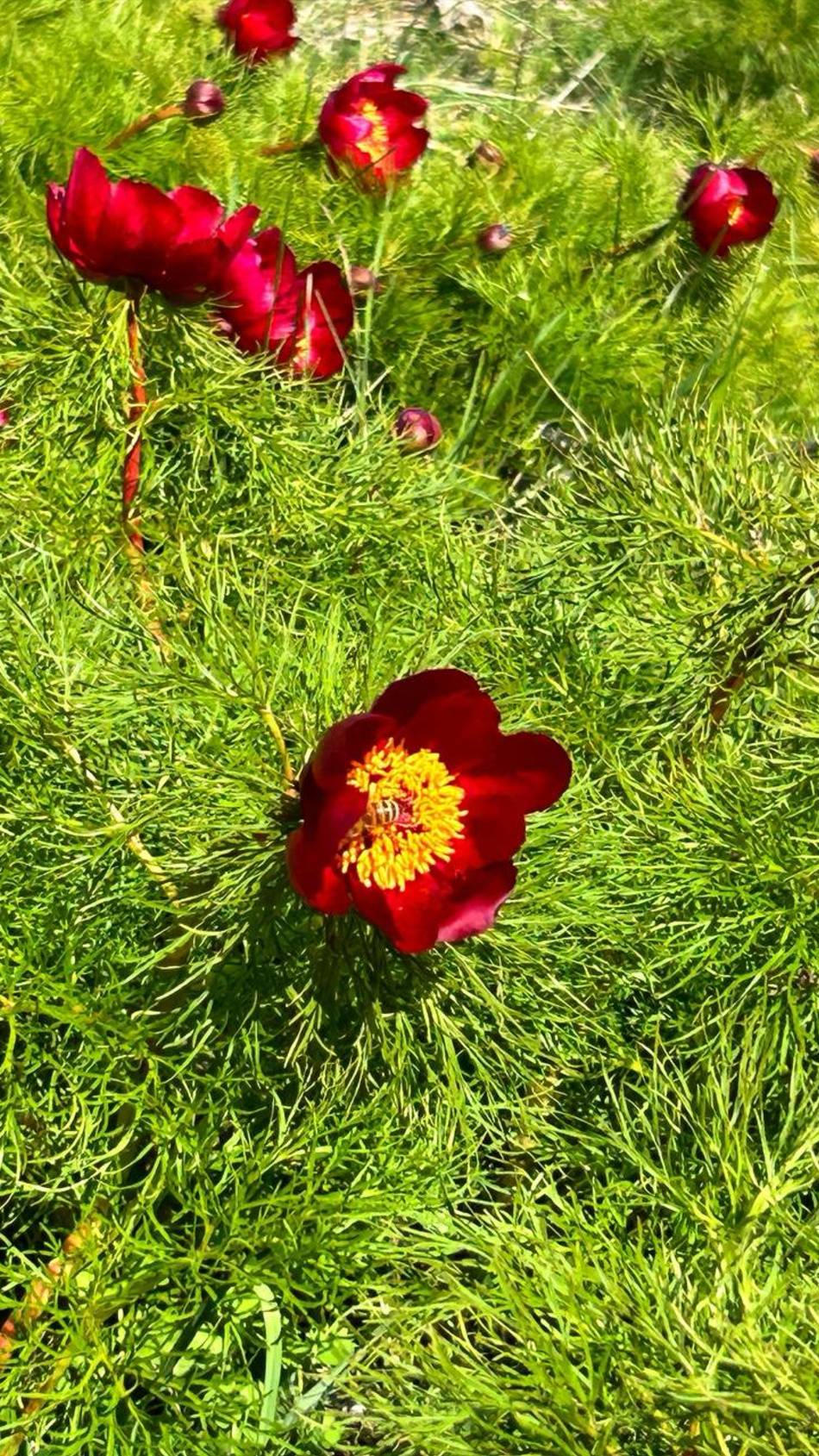 В степных районах Крыма расцвели узколистные красные пионы.