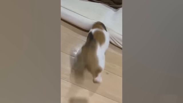 Приколы с котами - с озвучкой