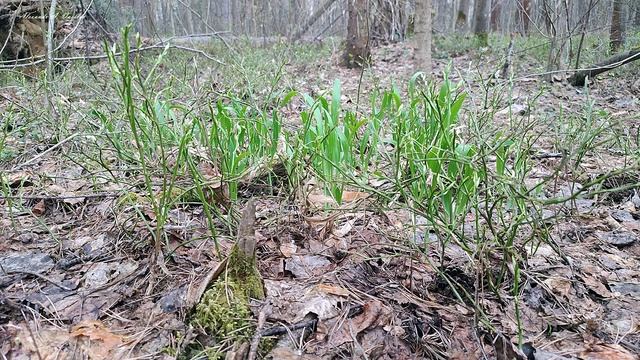 Звуки дождя | Весенний лес
