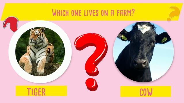 Animals｜Quiz