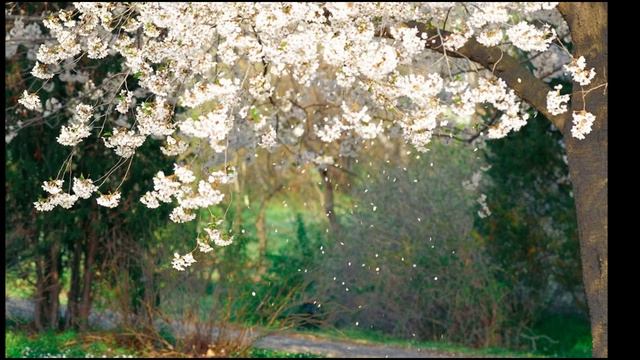 Гость. Антон Чехов.