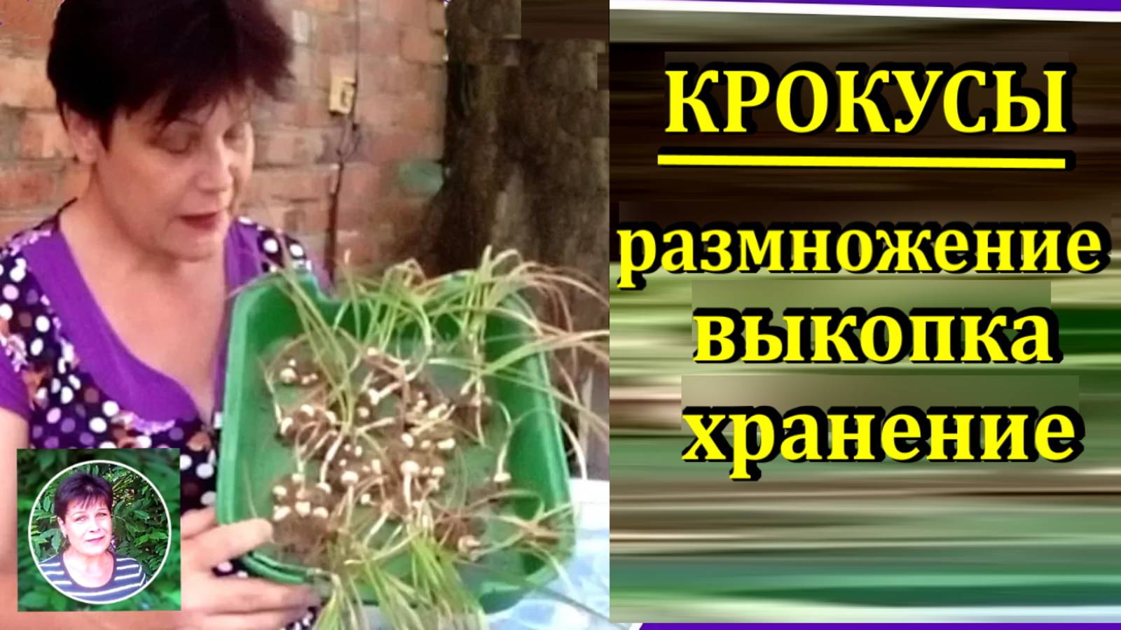 Как размножать крокусы  Когда выкапывать и как хранить крокусы