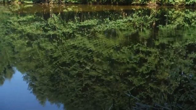 Дикая природа Черноголовки