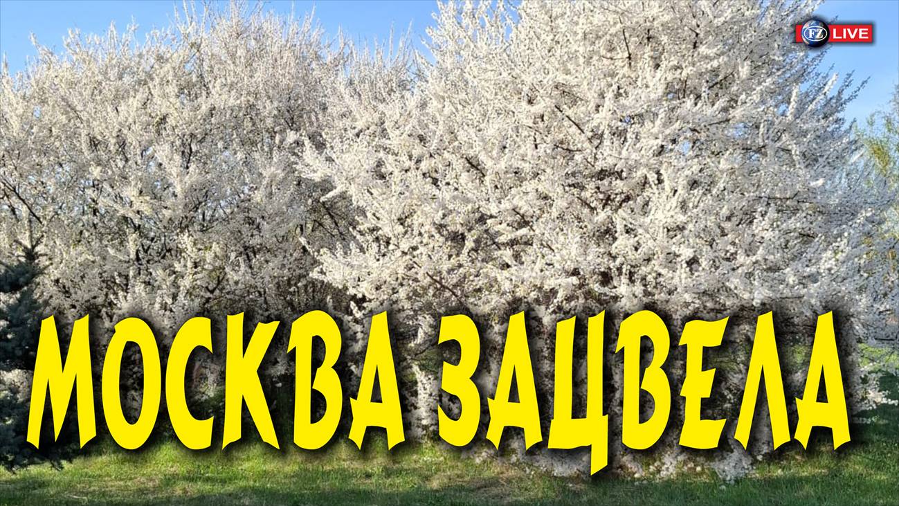 МОСКВА ЗАЦВЕЛА - АБАЛДЕТЬ!