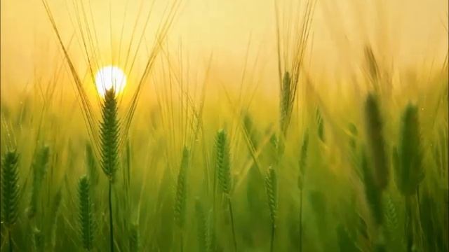 4451-из Гарыныч ВЕТЕР-Собственность Господа!-О любви.