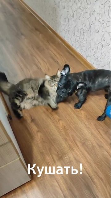 Это волшебное слово Кушать!  Ж-D