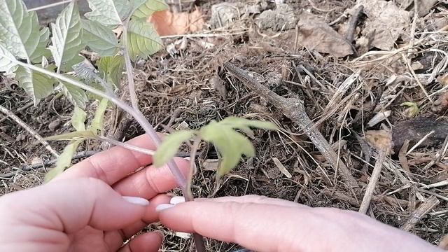 Высадка томатов. Уточнения