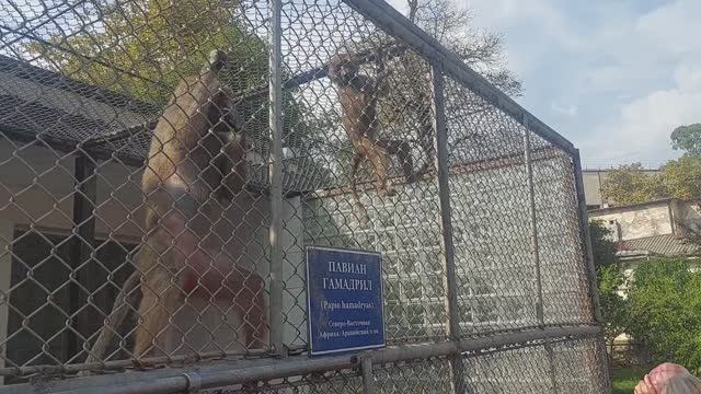 Город Сухум (Абхазия) / Обезьяний питомник