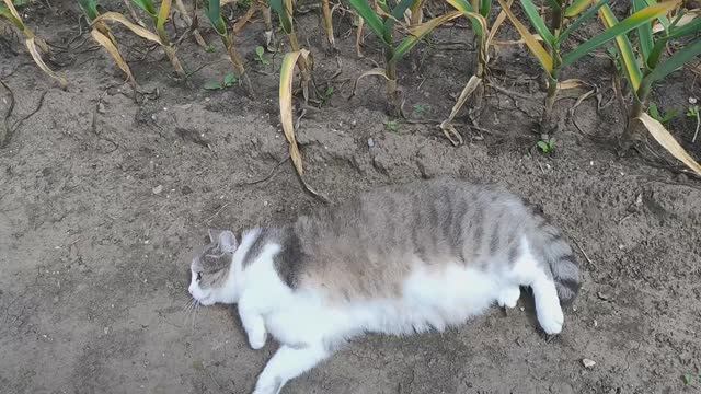 И никто тут не толстый))