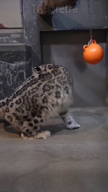 Снежный барсик