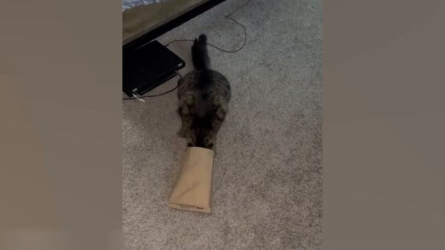 Кот паук атакует - приколы