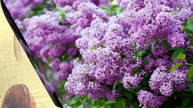 А сирень опять дурманит