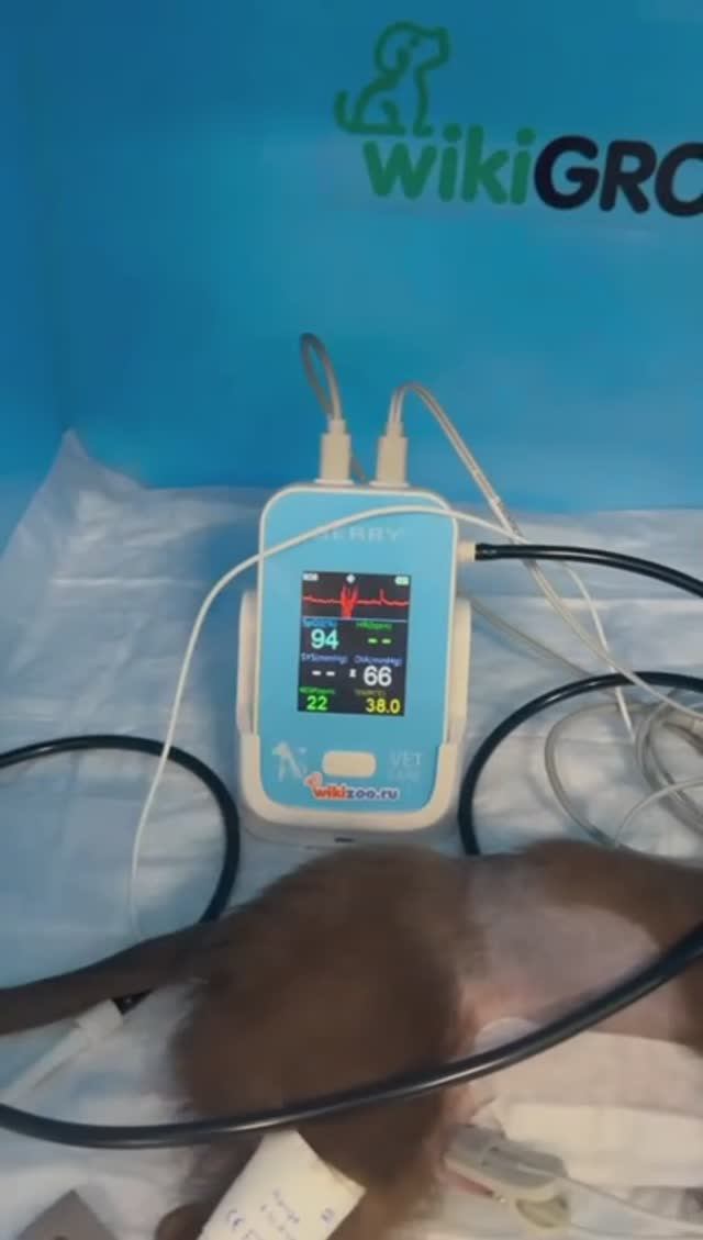 Портативный монитор ветеринарный