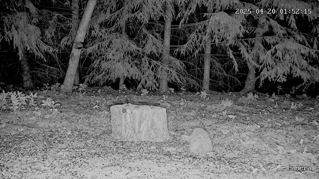 Ежик нашел кусочек сала- возможно до осени больше не будет