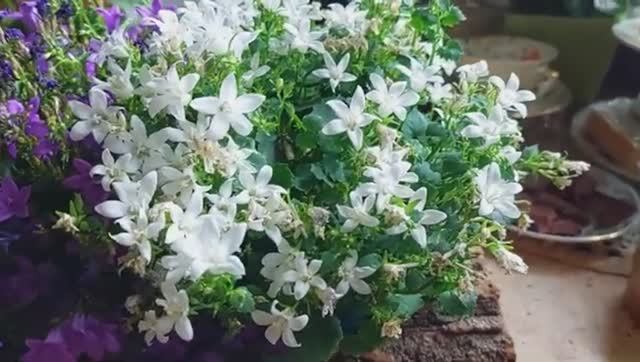 Комнатные_Растения_В_Апреле 2025. Рената Смирнова