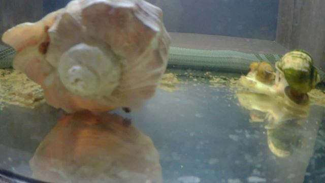 Ч 56 Аквариум Улиточник из малявочника...