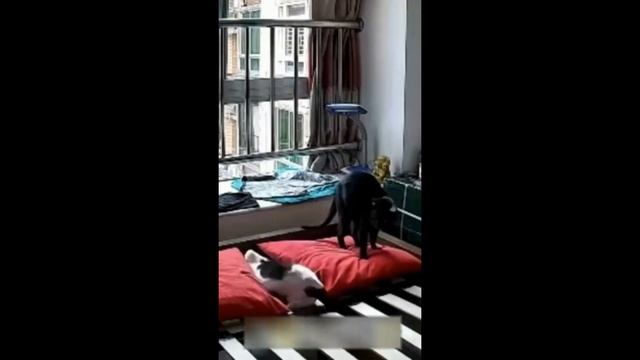 Смешные коты и кошки - приколы