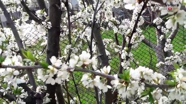 Весна очень красивая года 2024. #весна #топ