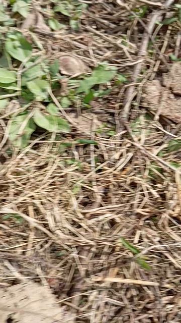 Мы рвали шарик на улице